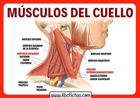 Anatomía De Los Músculos Del Cuello Humano Sistema Muscular