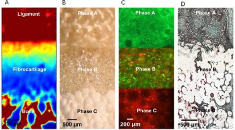 Biomimetic Stratified Scaffold Design For Ligament To Bone Interface Download Scientific