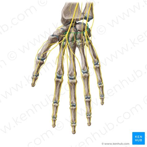Adductor Pollicis Origin Insertion And Function Kenhub