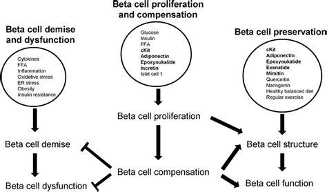 Beta Cell