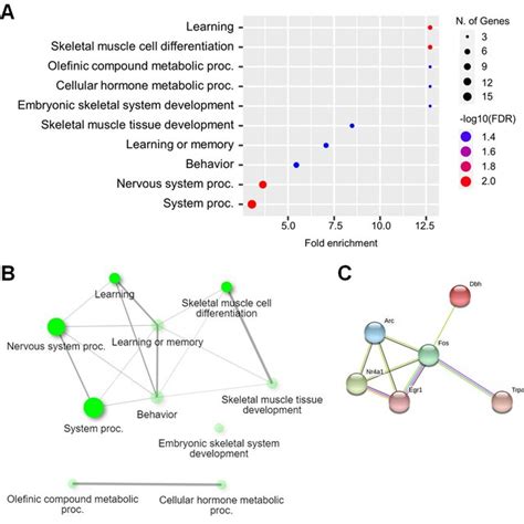 Gene Ontology Go Analysis Of Downregulated Genes From The Rna Seq