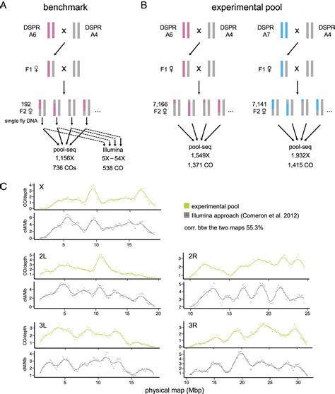 Polymorphic Transposable Elements Contribute To Variation In Recombination Landscapes Pnas
