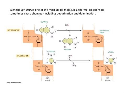 Dna Polymerase Proofreading And Processivitypptx