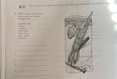 Solved Hair Is Produced In Cycles That Involve A Growth Chegg