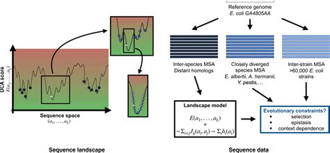Schematic Representation Of The Sequence Landscape And Its Relation To