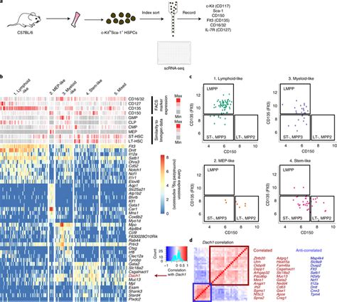 ScRNA Seq Reveals Heterogeneous Subpopulations Within LMPPs A BM From