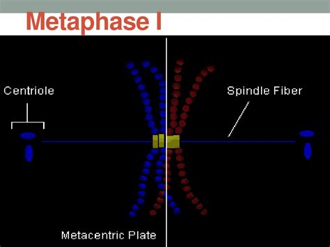 Ppt Meiosis And Sex Cell Reproduction Powerpoint Presentation Free