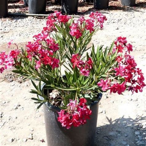 Dwarf Red Oleander Star Nursery Garden And Rock Centers