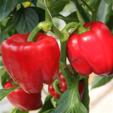 بذور فلفل رومي أحمر Capsicum Annuum