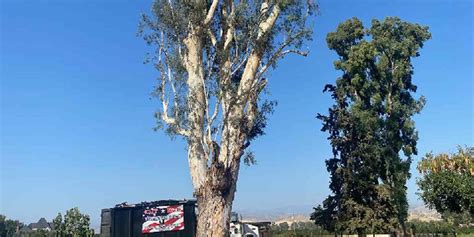 Fungi On Trees In Clovis CA Identification And Treatment