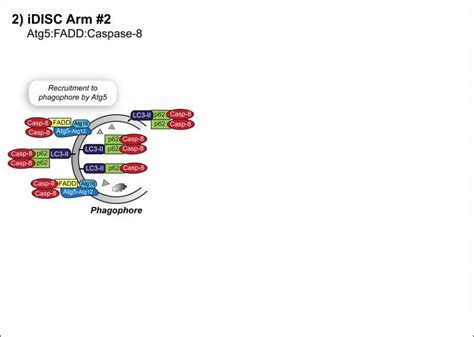 Targeting Autophagy In Cancer