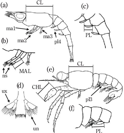 Figure 1 From Growth And Morphogenesis Of Larvae Reared At Different
