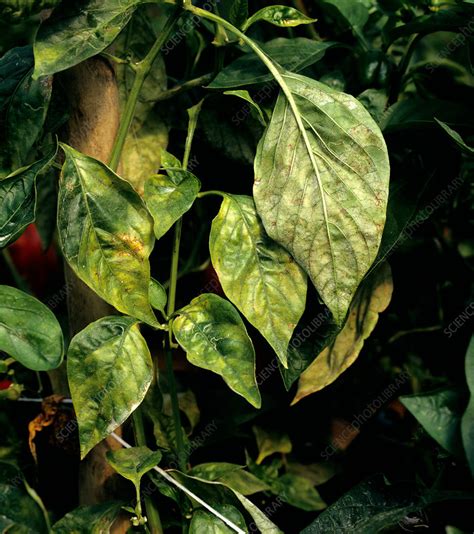 Powdery Mildew Leveillula Taurica Stock Image C027 3156 Science Photo Library