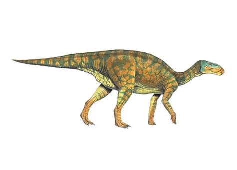 Leaellynasaura Learn About This Dinosaur Dinosaur Sounds Dinosaur