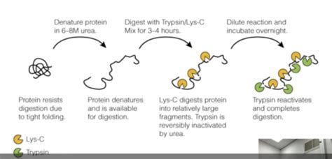 Wk Introduction To Proteomics Flashcards Quizlet