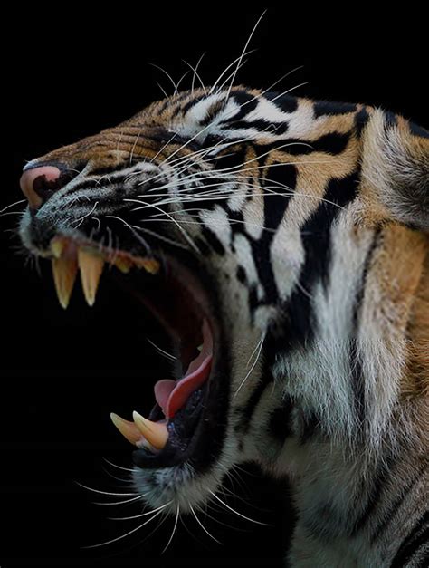 Tiger Side View Roar