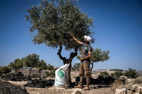 Rabbi Helps Occupied West Bank Farmers Amid Rising Israeli Settler