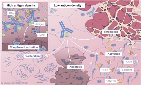 Rejection In The Setting Of Non HLA Antibody New Tools For Navigating Bench To Bedside