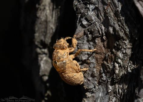 Autumn Cicada Shell Why Is It Still Here Mia Mcphersons On The