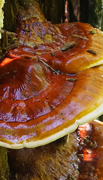 Ganoderma Root Rot Identify Control And Treatment Davey Tree