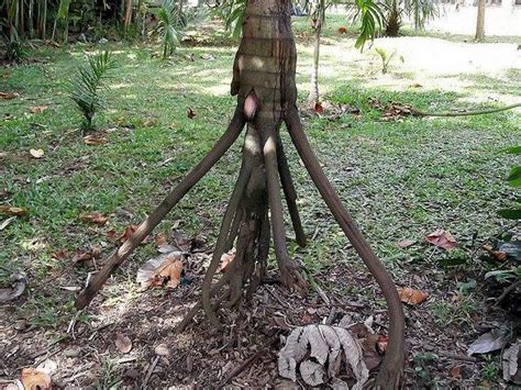Ecuador Sacred Trees