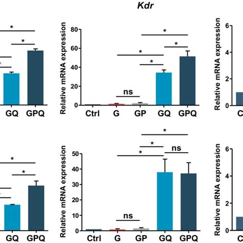 expression of angiogenesis related genes of bmscs cultured with