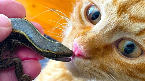 2 Cats Capture 3 Large Lizards To Rescue 🙀 Youtube