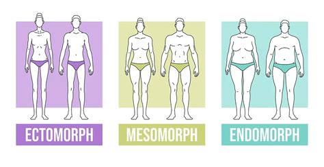 Understanding The Three Body Types Ectomorph Mesomorph Endomorph