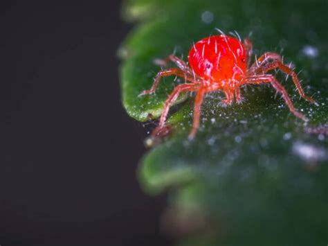 The Creepy Sex Ritual Of Spider Mites Scrolla Africa