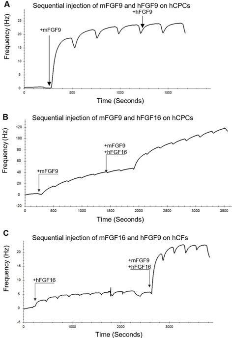 Biophysical Characterization Of Interaction Of Fgf16 And Fgf9 With Download Scientific Diagram