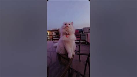 Foryou Cat Fypppppppppppppppppppppppppppppppppppppppppppppppppppppppppppppppppppppp Youtube