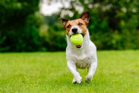 Happy Pet Dog Playing With Ball On Green Grass Lawn The Dogington Post
