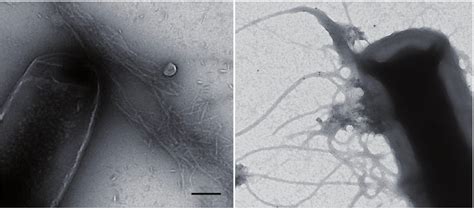 Functional Amyloids Perform Physiological Functions In Bacteria