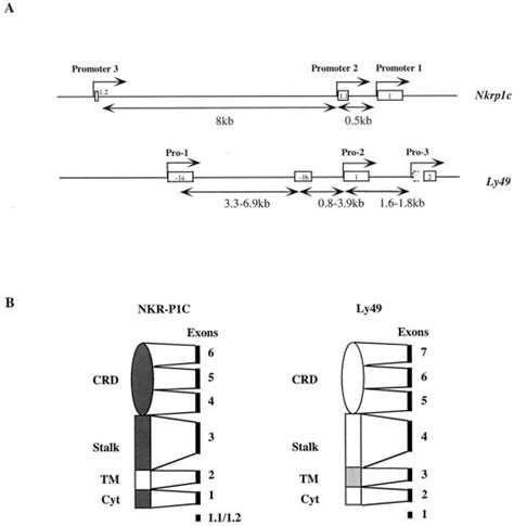 Comparison Of The Transcriptional Regulation And Exon Intron Download Scientific Diagram