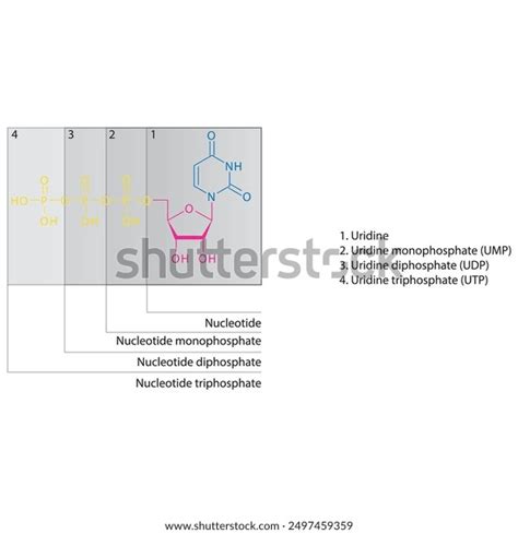 Diagram Nucleotide Uridine Mono Di Trip Stock Vector Royalty Free