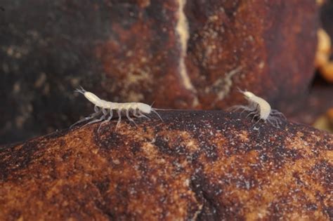 Caecidotea Henroti · Naturalista Colombia