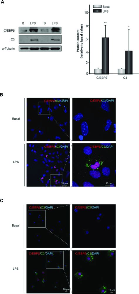 induction of c ebpβ and c3 gene expression in mouse astrocytes and