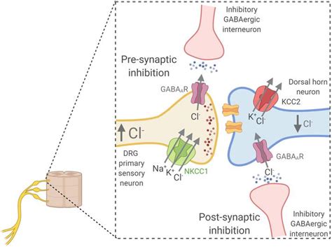 经典化学性突触的传递机制 知乎