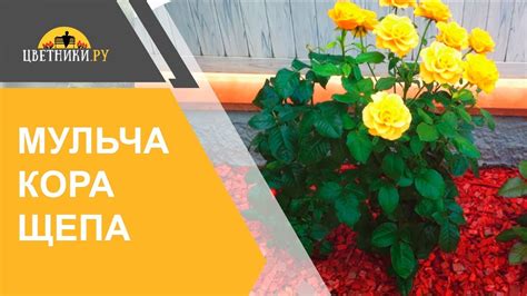 Производство мульчи №1 в России. Кора сосны и лиственницы, декоративная ...