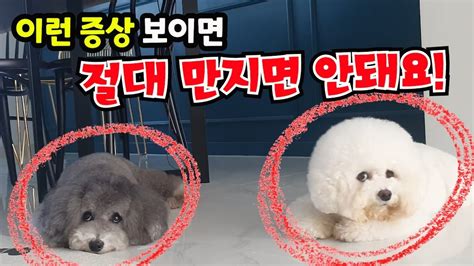강아지가 이런 증상을 보이면 절대 만지면 안돼요 강아지가 만지는 것을 싫어할때 보이는 행동 3가지 【개물림 사고 우리 개는