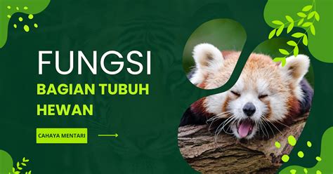 Fungsi Bagian Tubuh Hewan Cahaya Mentari