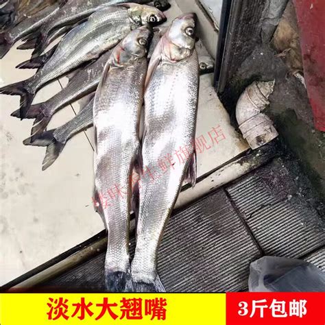 丹江口市直发鲜活新鲜大翘嘴鲌刁子鱼翘壳鱼大米翘大白刁 8斤左右】1条 杀好发货【图片 价格 品牌 报价】 京东
