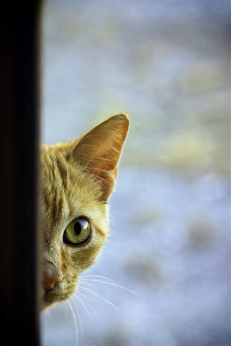 Diffident The Declaration