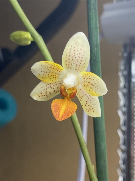 phal. mini mark : r/orchids