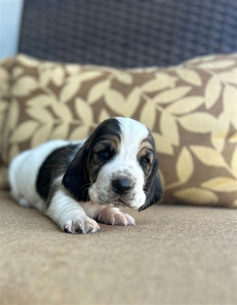 Basset Hound Puppies For Sale In Colorado