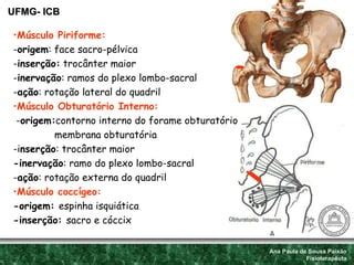Aula X Pelve E Musculo Do Assoalho Pelvico Ppt