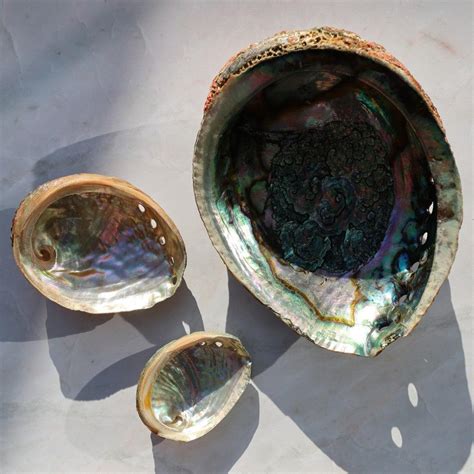 Abelone Skal Køb Online Hos Zoey Adrianna