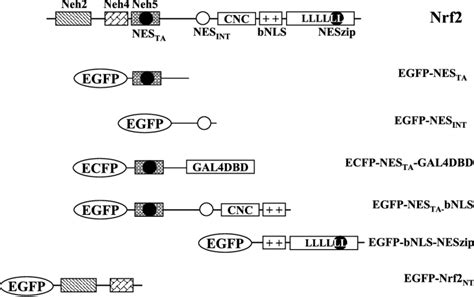 Schematic Drawing Of Nrf2 Molecular Structure And The Design Of Download Scientific Diagram