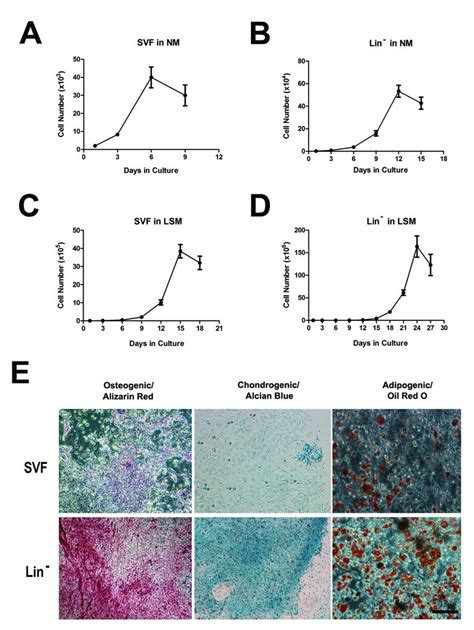 Proliferative Capacity In Different Media And Differentiation