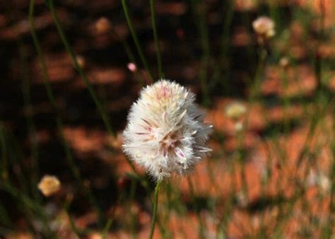 Western Australian Plants Amaranthaceae